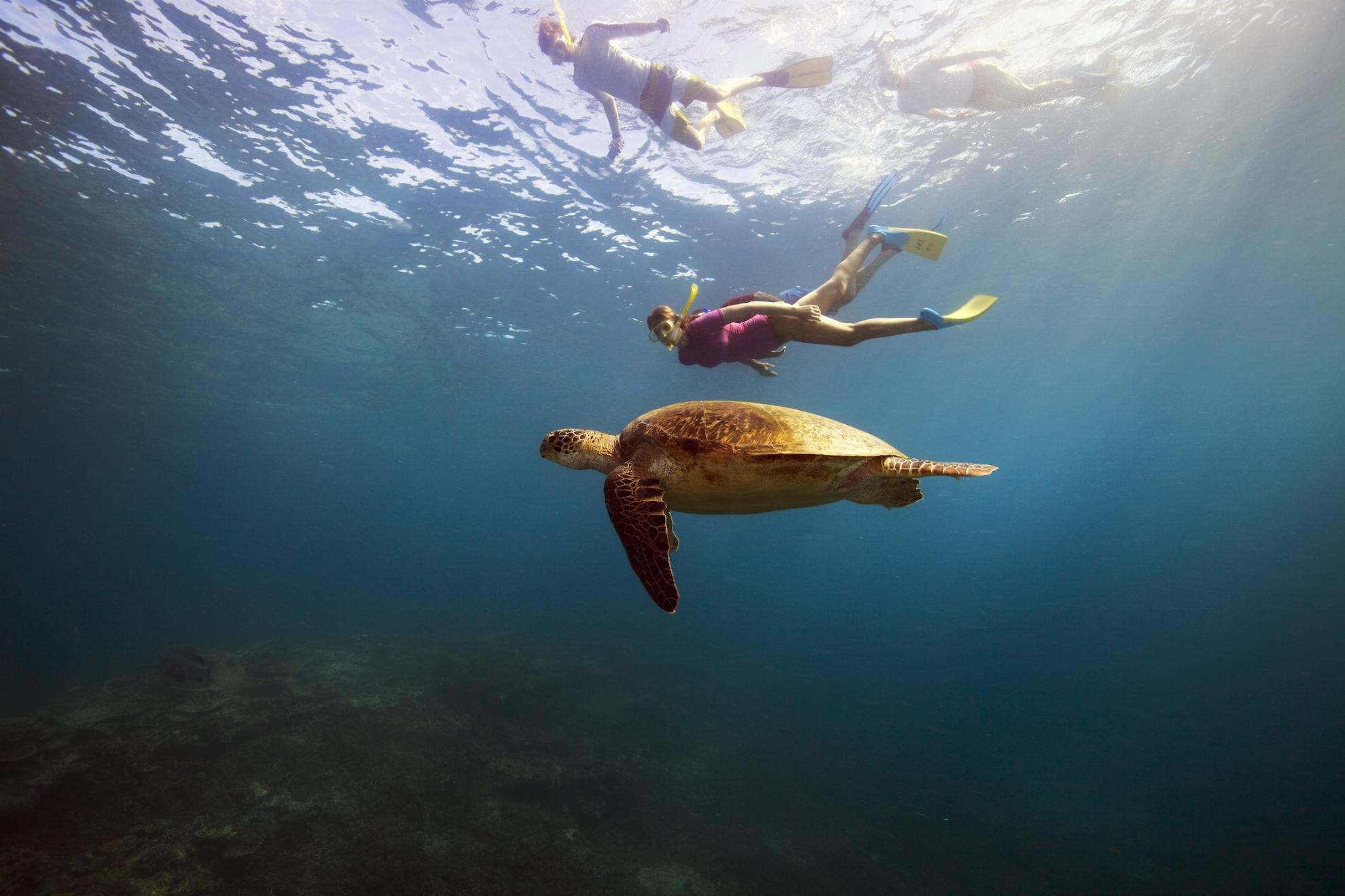 Australia Great Barrier Reef Explorer Cruise | Downunder Travel