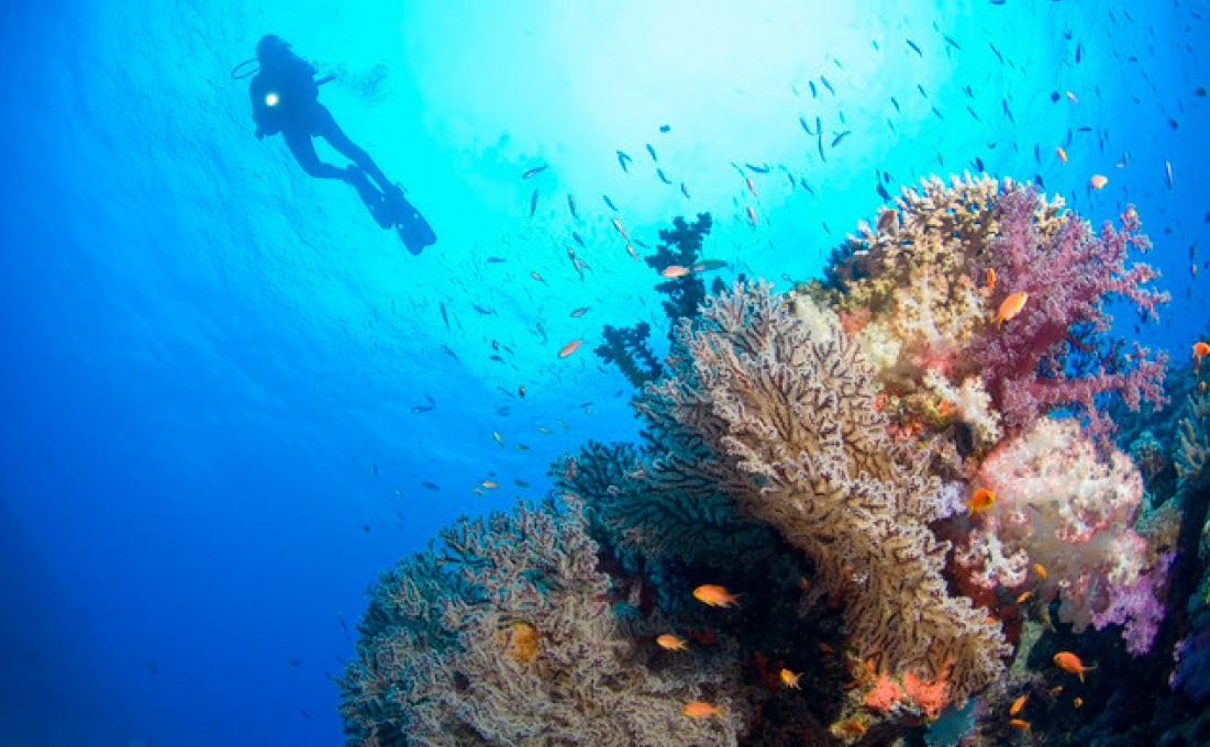 Fiji Island Diving Adventure | Fiji Dive Vacations