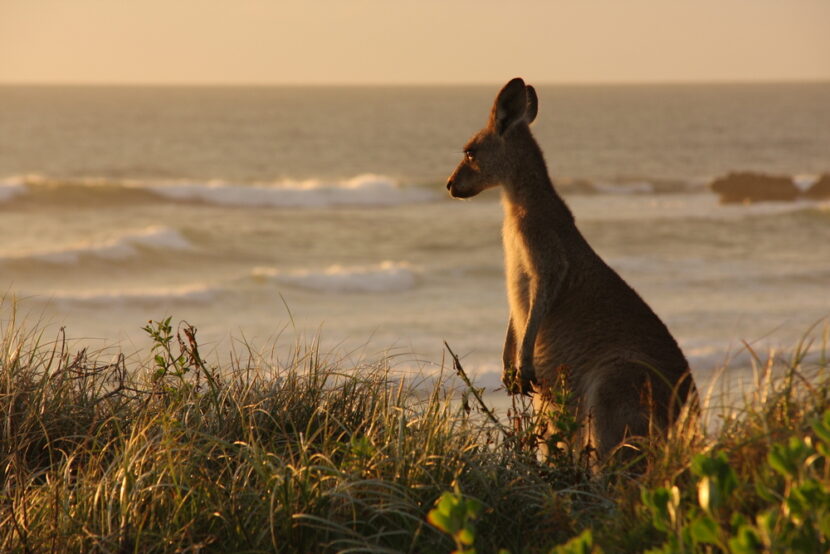 Bouncing Across the Outback: Australia's Kangaroo Day | Downunder Travel